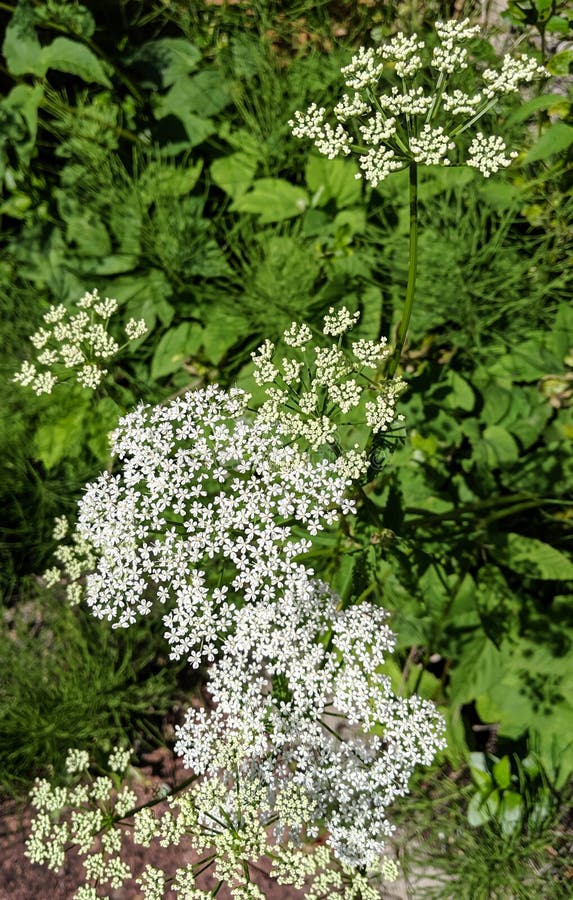 Very small white flowers stock photo. Image of leaf - 149611620
