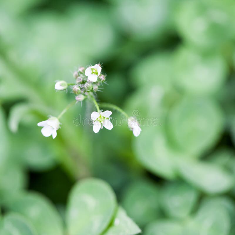 Very small wild flower stock image. Image of grass, meadow - 85325393