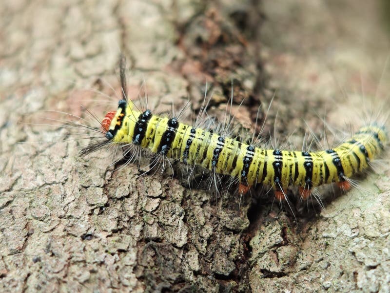 A Very Small Yellow Caterpillar Stock Image - Image of animal, yellow ...