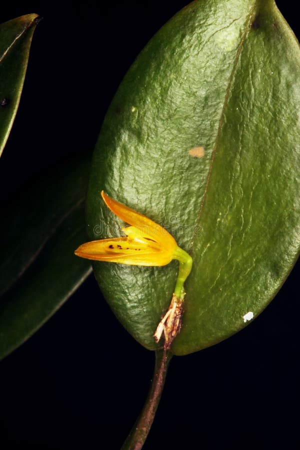 Very small yellow orchid stock image. Image of black - 88813365