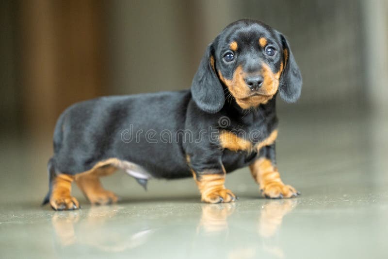 A Very Small Young Black Dachshund Puppy Stock Image - Image of furry ...