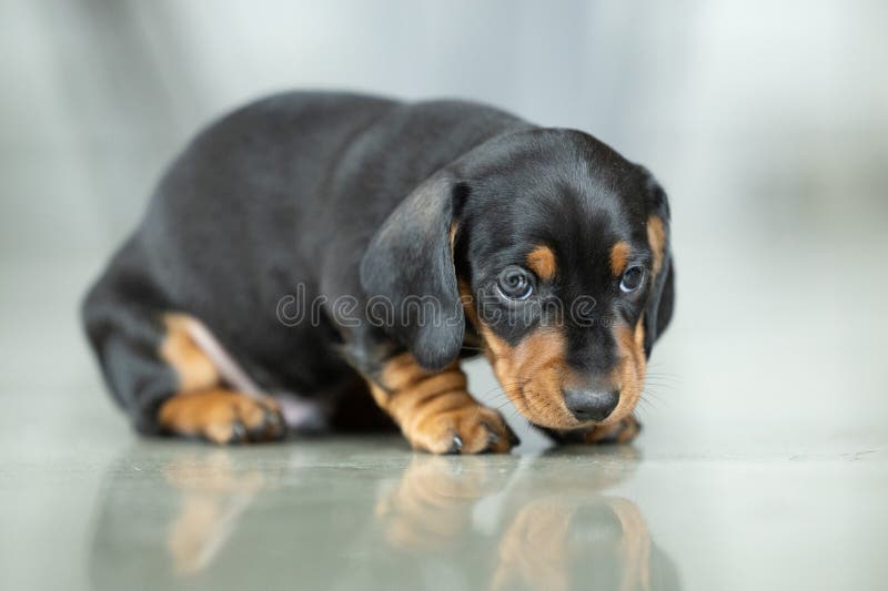 A Very Small Young Black Dachshund Puppy Stock Image - Image of ...