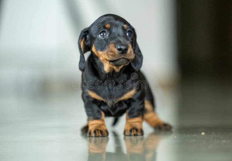 A Very Small Young Black Dachshund Puppy Stock Photo - Image of little ...