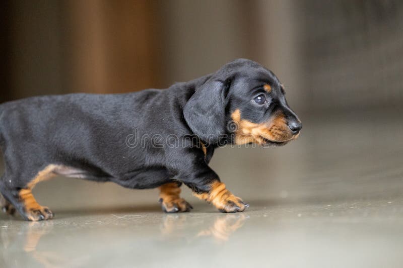 A Very Small Young Black Dachshund Puppy Stock Photo - Image of mammal ...