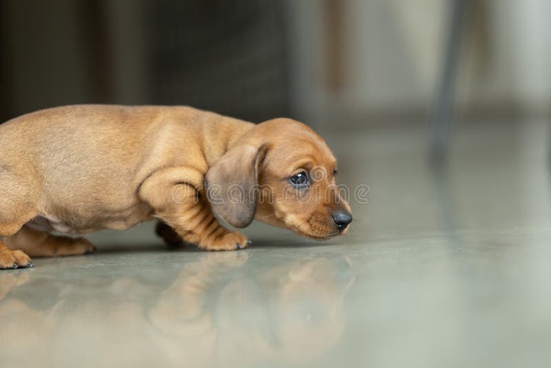 A Very Small Young Brown Dachshund Puppy Stock Image - Image of tongue ...
