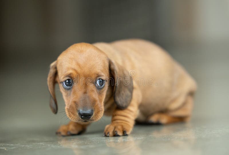 A Very Small Young Brown Dachshund Puppy Stock Image - Image of ...
