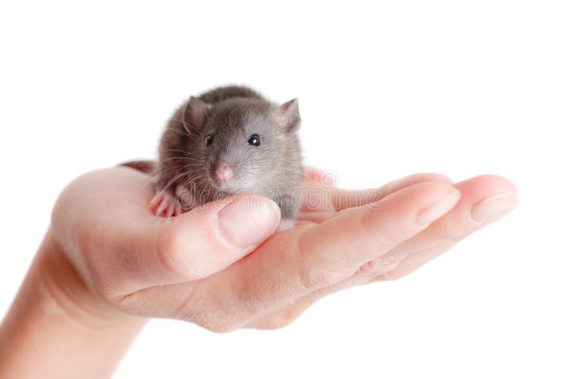 Very small young rat stock image. Image of pets, gray - 25014879