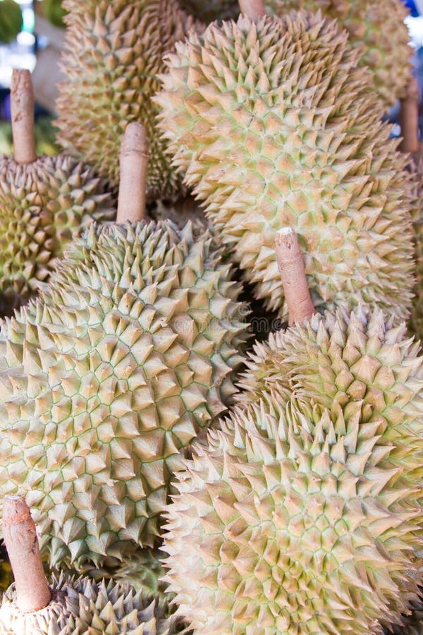 The Very Smelly Durian Fruit of Asia Stock Photo - Image of plantation ...