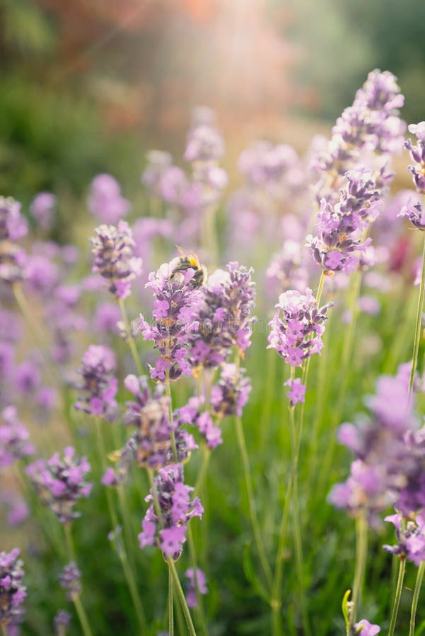 Very Soft Delicate Focus on Lavender with Sun Rays Behind. a Bumblebee ...