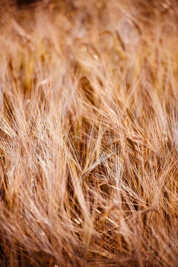 Very soft and tenderness stock photo. Image of flora - 114065374