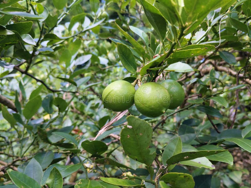 Very sour sour orange stock photo. Image of sour, orange - 366916768