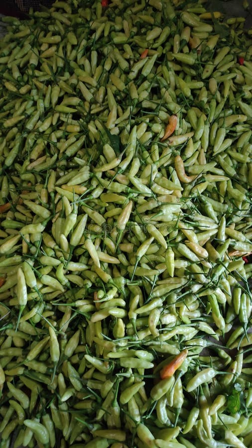 Very Spicy and Fresh Chilies Stock Photo - Image of dish, spicy: 291927278