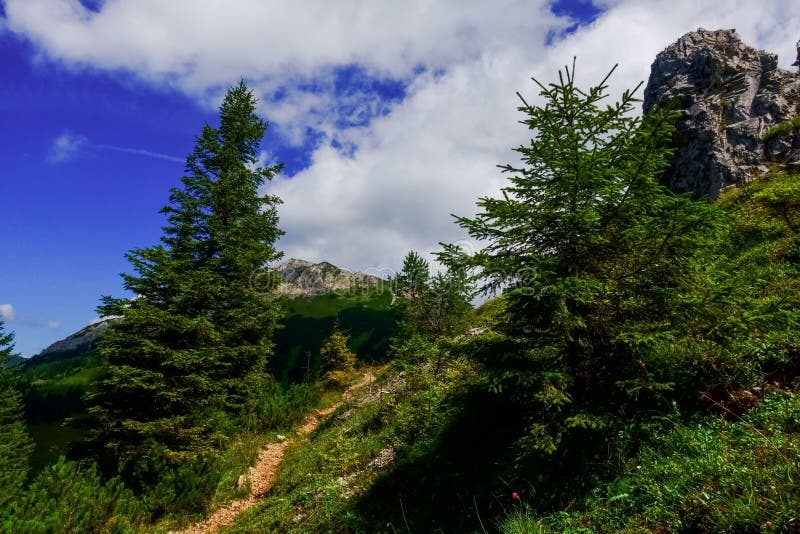 Very Steep Path between Pine Trees on a Mountain Stock Image - Image of ...
