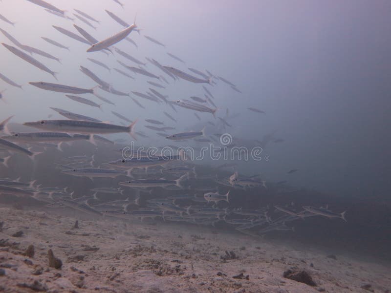 Herd of Fish Swimming when Look Form Top View Surface of Wate Stock ...