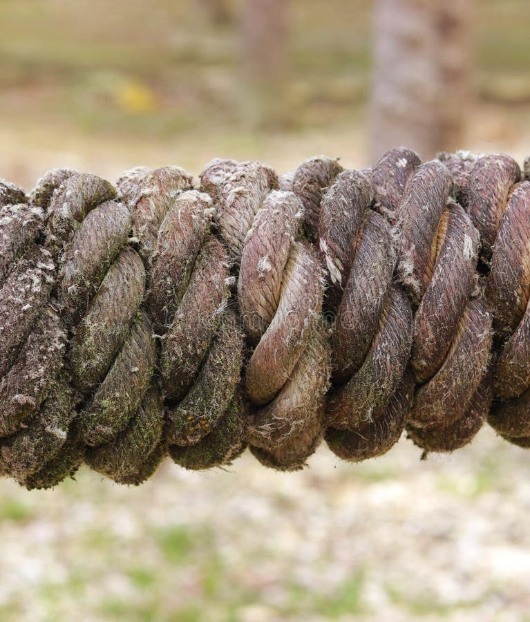 Very Strong and Sturdy Rope Knot Stock Photo - Image of thorns, trunk ...