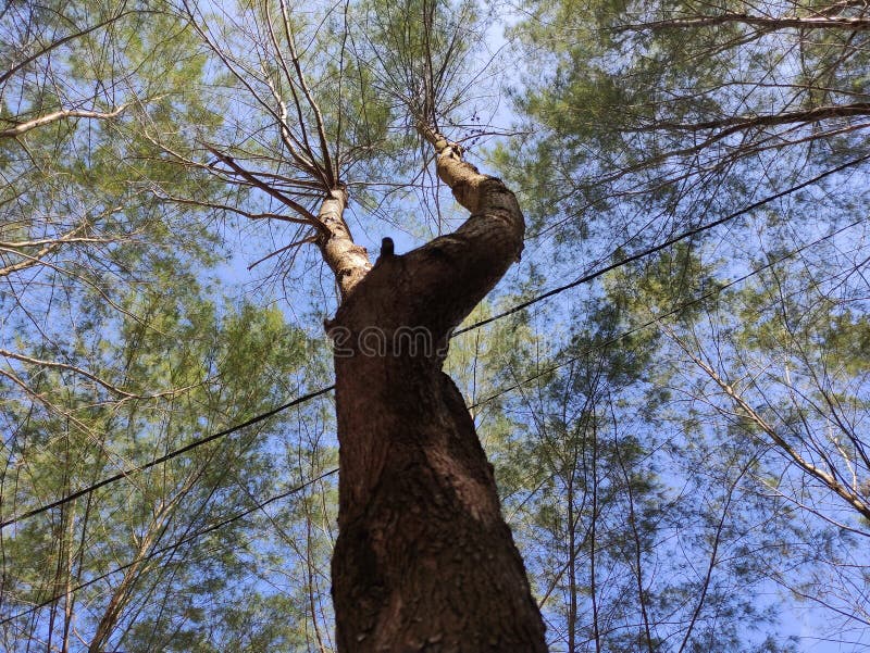 A Very Sturdy Tree Towering High through the Blue Clouds Stock Photo ...