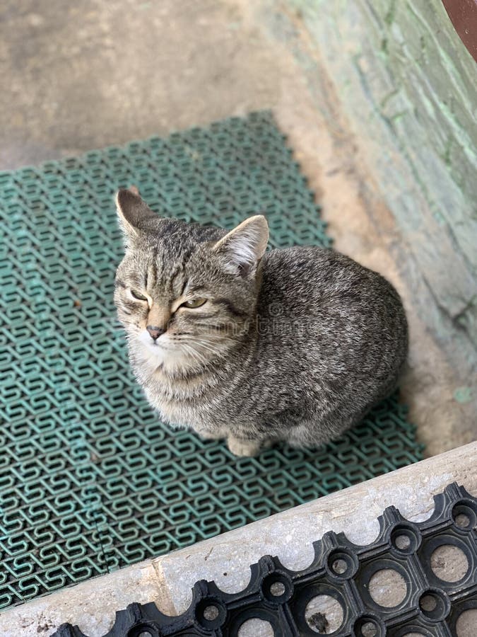 Suspecious Cat Stock Photos - Free & Royalty-Free Stock Photos from ...