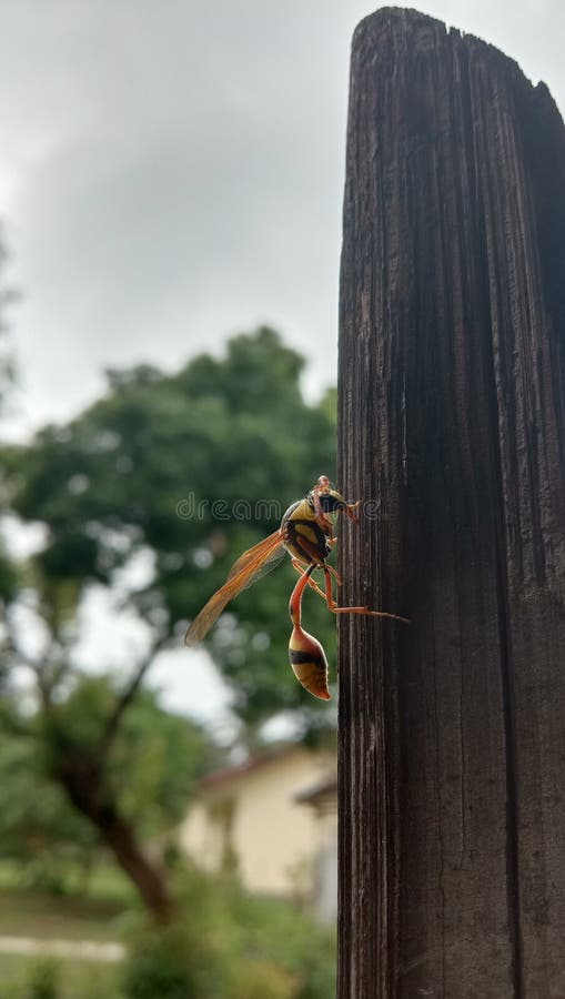 Very sweet bee stock image. Image of green, branch, wildlife - 200656259
