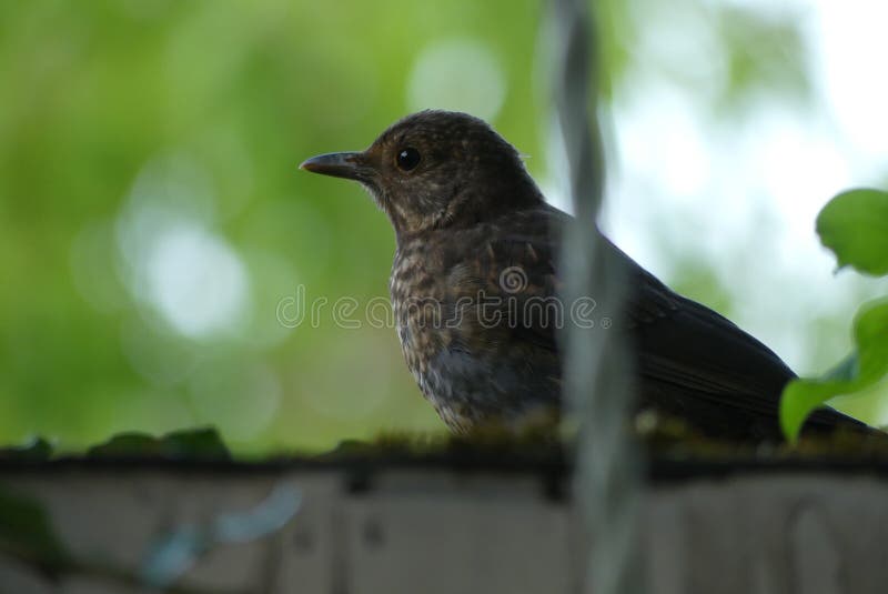 A Very Sweet Bird on My Garage Stock Photo - Image of sweet, leaf ...