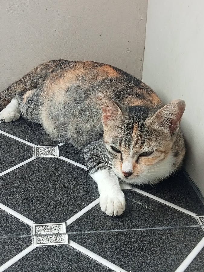 Very sweet cat stock image. Image of sweet, funny, beautiful - 317251043