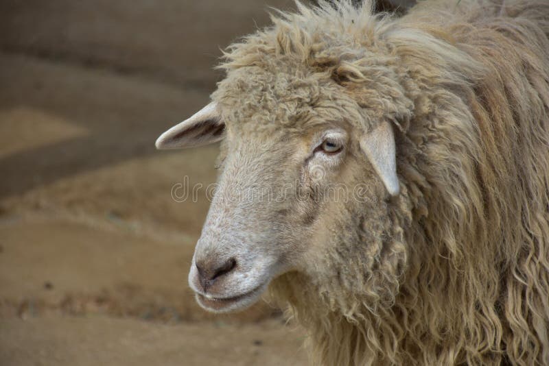 Very Sweet Face of a Ewe in a Farm Yard Stock Photo - Image of farm ...