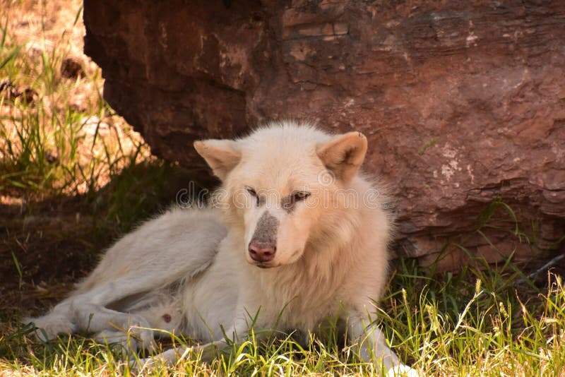 Very Sweet Face of a Fluffy White Wolf Stock Image - Image of alpha ...
