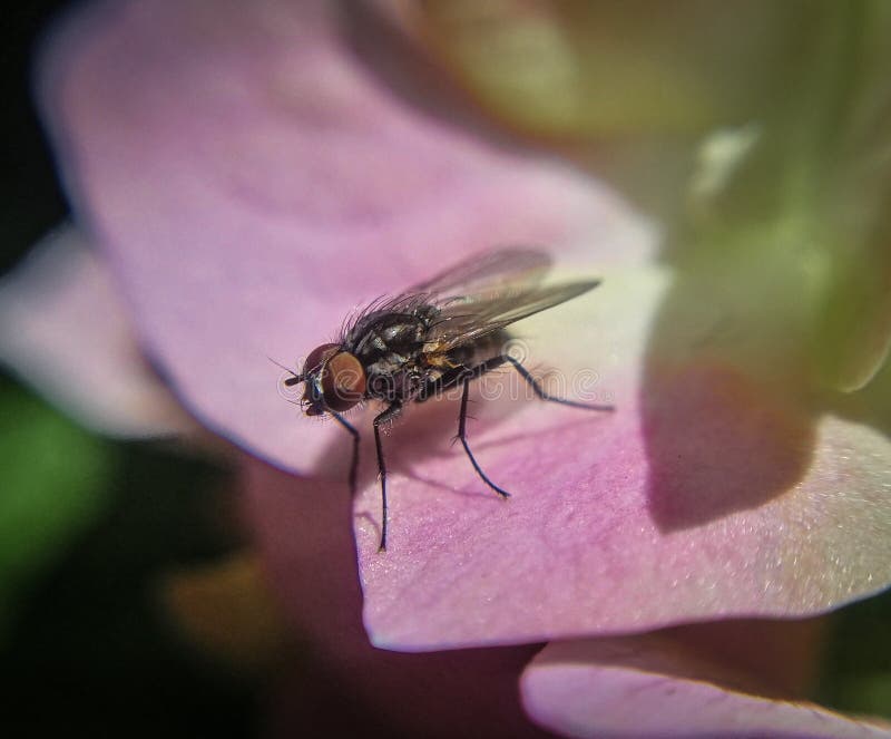 A Very Sweet Fly Was Sunbathing on a Pink Rose. Stock Image - Image of ...