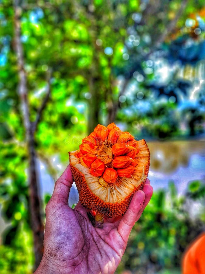 A Very Sweet Fruit Originating from Kalimantan Stock Image - Image of ...