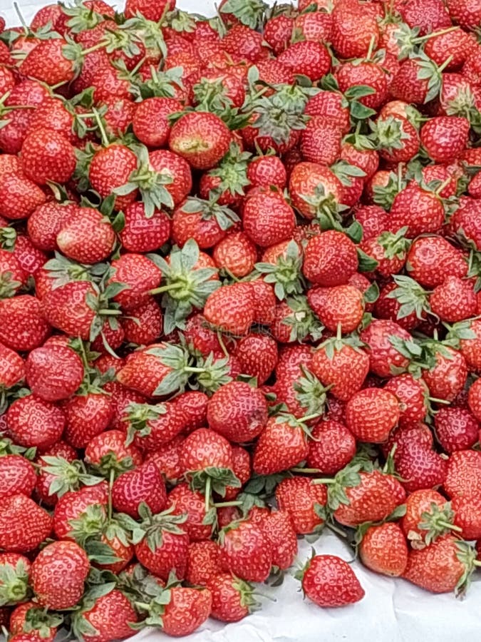 Very Sweet Red Strawberry in the Morning Stock Photo - Image of citrus ...