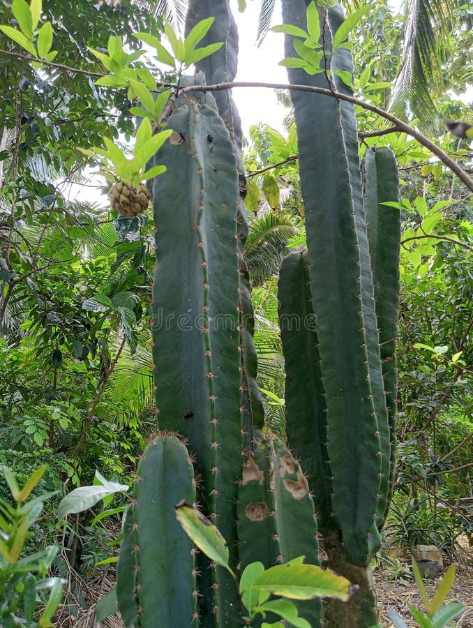A very tall cactus tree stock photo. Image of cactus - 317759642