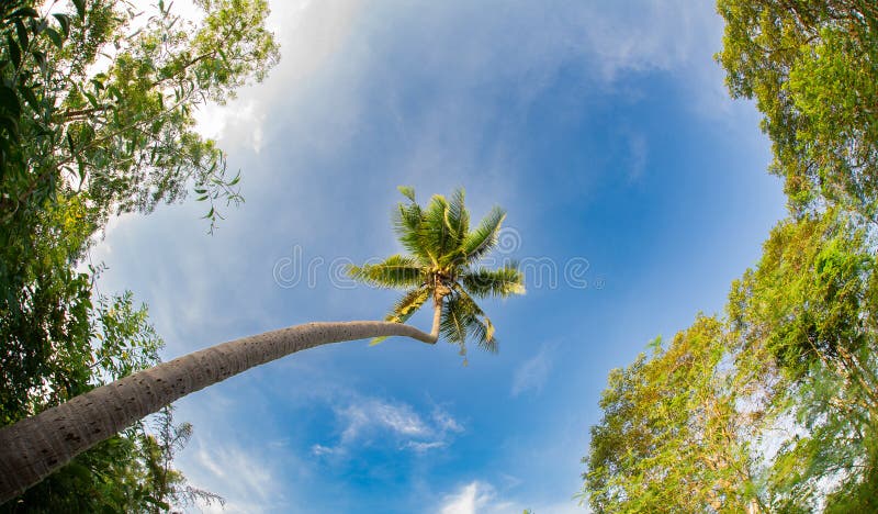 Very tall coconut tree stock photo. Image of isolated - 270330408