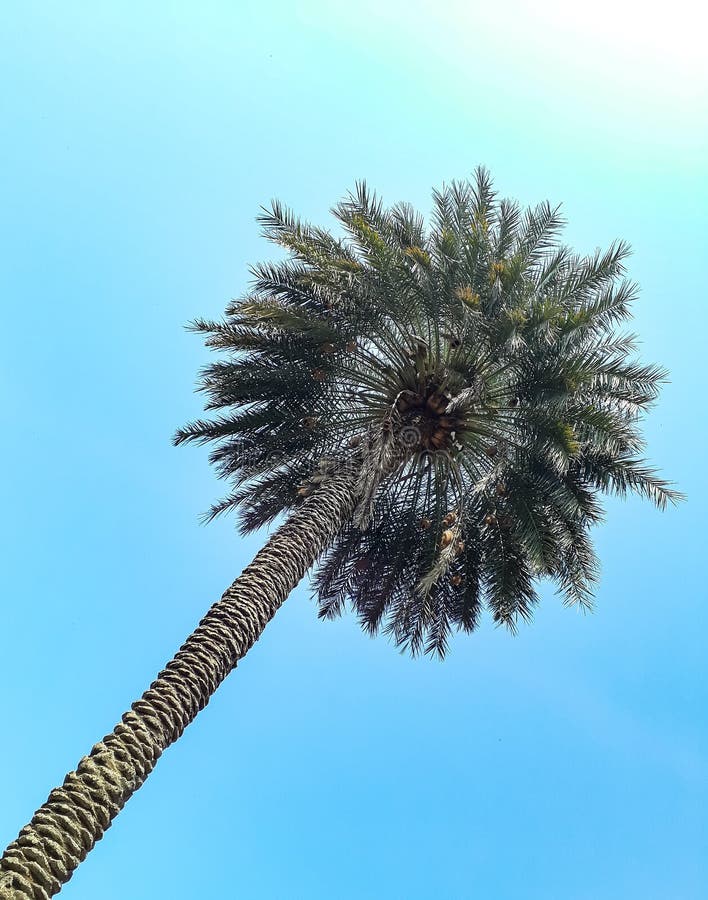 A dates tree stock photo. Image of stood, land, tall - 125992698