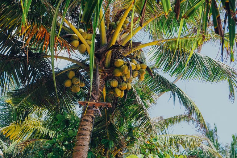 735 Copra Tree Stock Photos - Free & Royalty-Free Stock Photos from ...