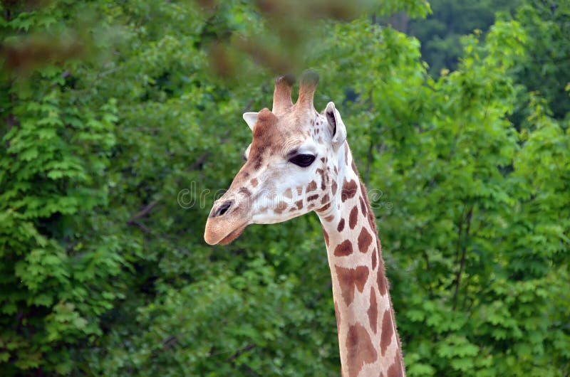 Very Tall Giraffe Head Photo Stock Image - Image of animal, nature ...