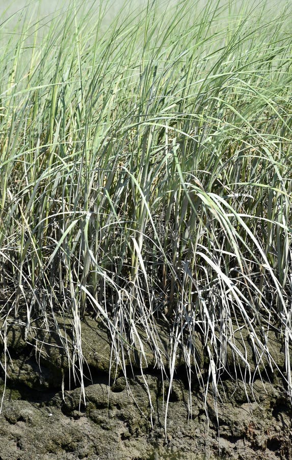 Very Tall Grass Growing Out of a Tidal Marsh Stock Image - Image of ...