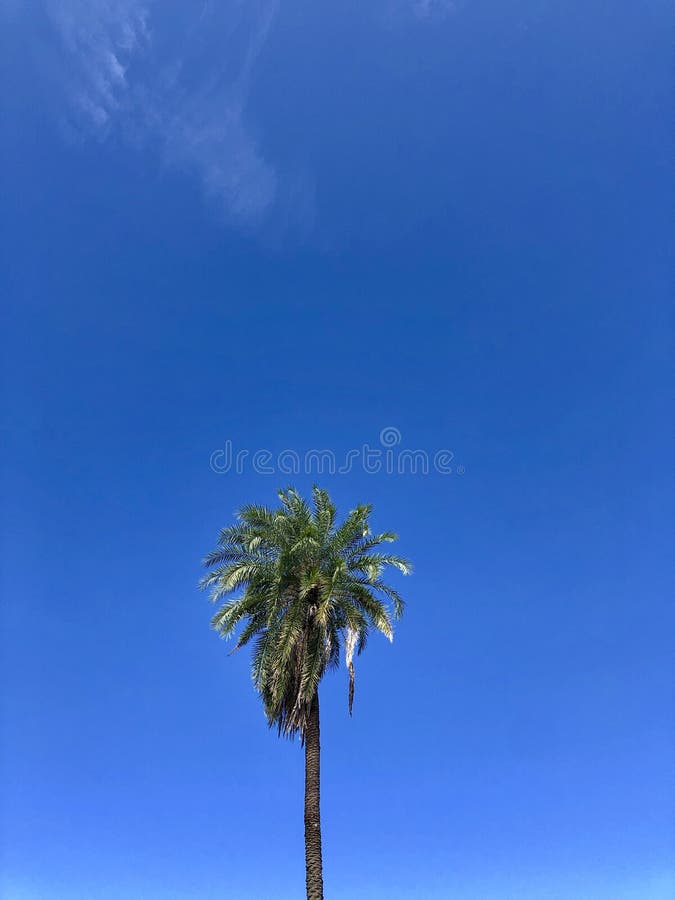 Very Tall Golden Fall Aspen Trees in Vail Colorado Stock Image - Image ...