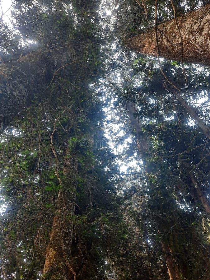 Very Tall Pine Trees Grow in the Forest Under the Mountain Stock Image ...