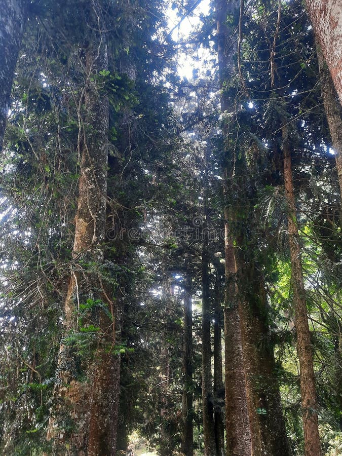 Very Tall Pine Trees Grow in the Forest Under the Mountain Stock Photo ...