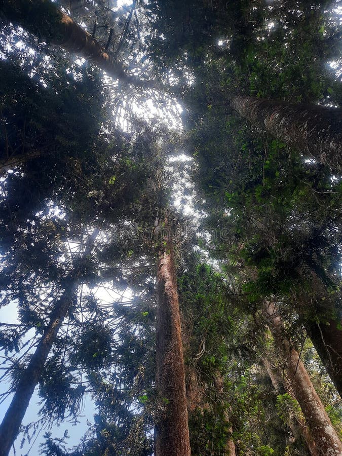 Very Tall Pine Trees Grow in the Forest Under the Mountain Stock Photo ...