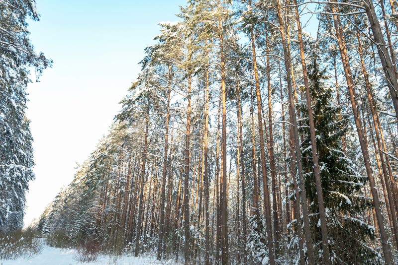 Very Tall Pine Trees In Sunlight Along Snowy Forest Road In Winter Time