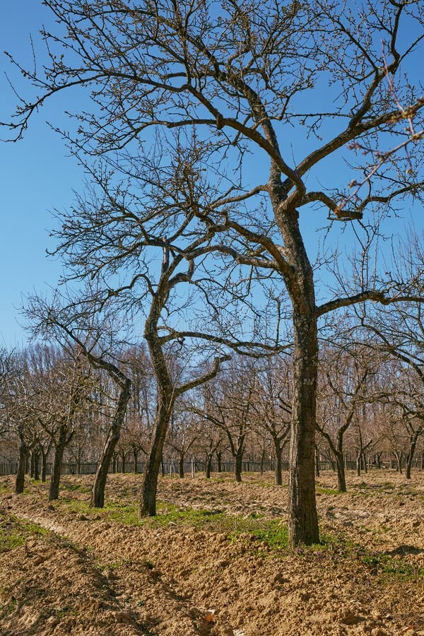 Very Tall Plum Trees in an Orchard Stock Photo - Image of blue, country ...