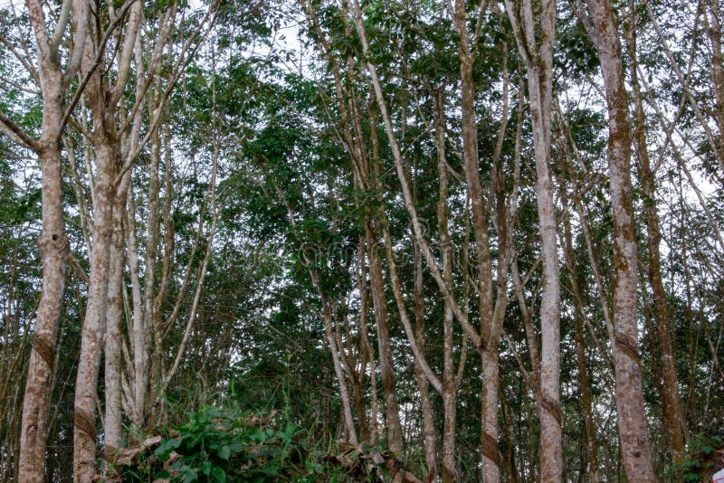 Very Tall Rubber Tree in Plantation Noodles Stock Image - Image of ...