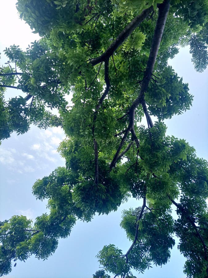 Very tall towering tree stock image. Image of garden - 262765539