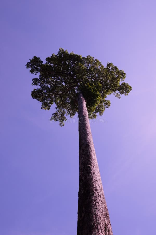 Perfectly Smooth and Legs. Side View of a Young Womans Bare Legs As she ...