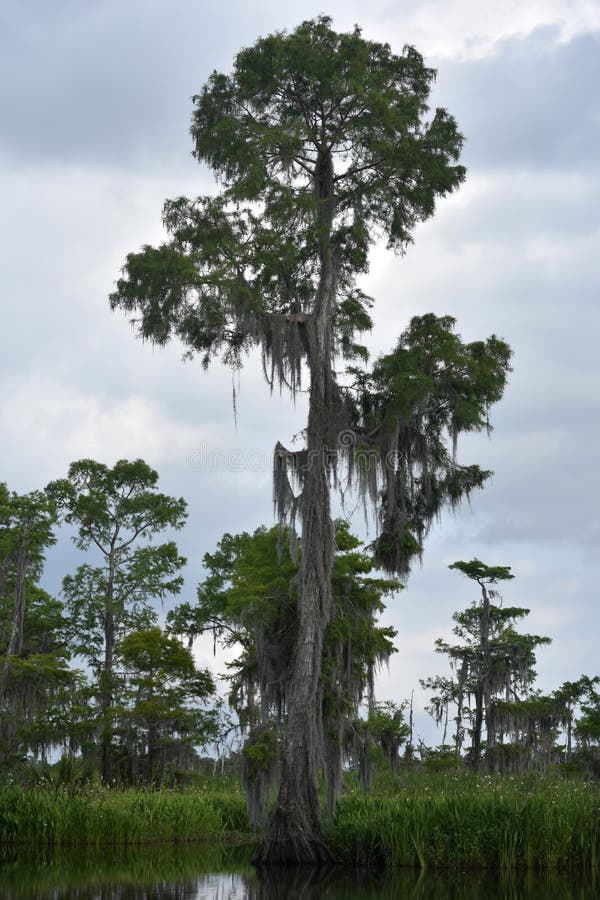 Very Tall Tree Growing Out of the Marsh and Swamp Stock Photo - Image ...