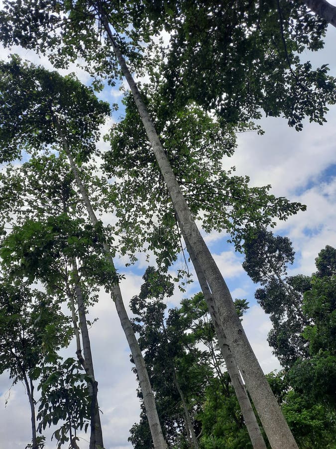 This is a very tall tree stock image. Image of garden - 269747659