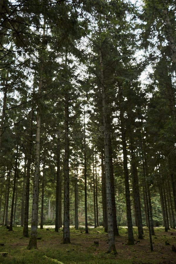 Very Tall Trees in a Forest in the Country Stock Photo - Image of ...