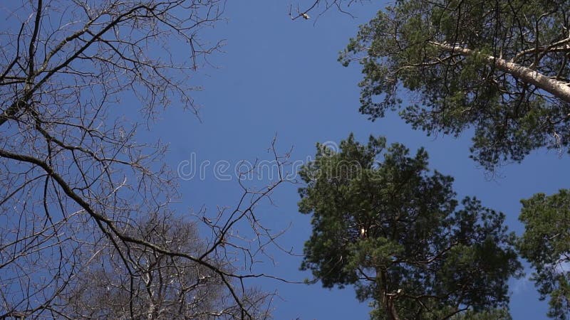 Tall Tree Shoot from Below with Blue Sky, Slow-mo Stock Footage - Video ...