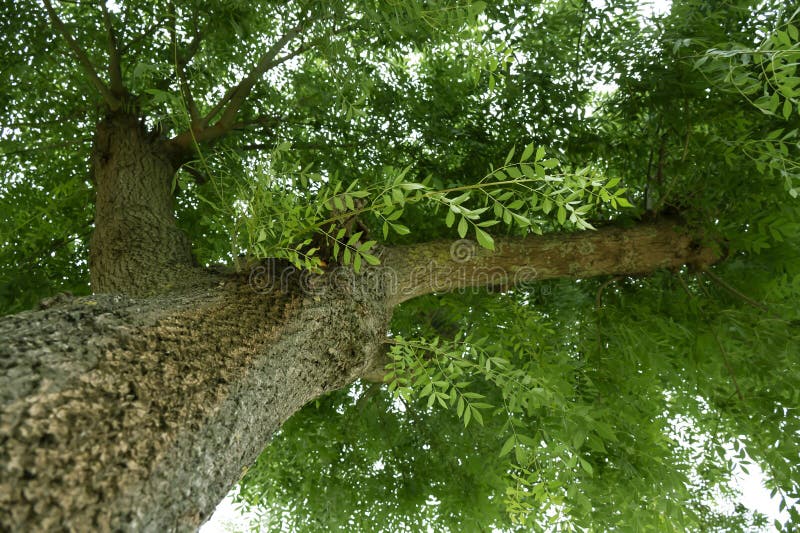 Very Tall Trees Seen from Below Stock Image - Image of park, spring ...