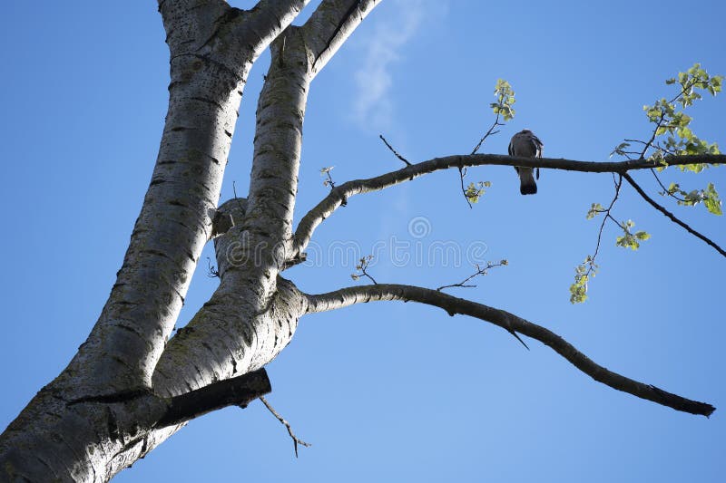 Very Tall Trees Seen from Below Stock Photo - Image of summer, leaf ...